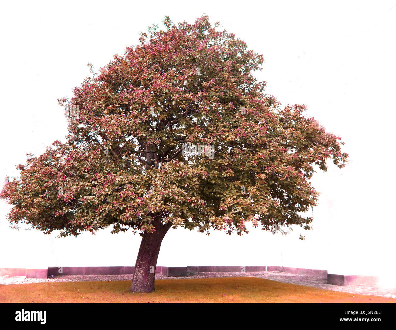 optional tree deciduous tree coloured abstract autumn foliage october ...