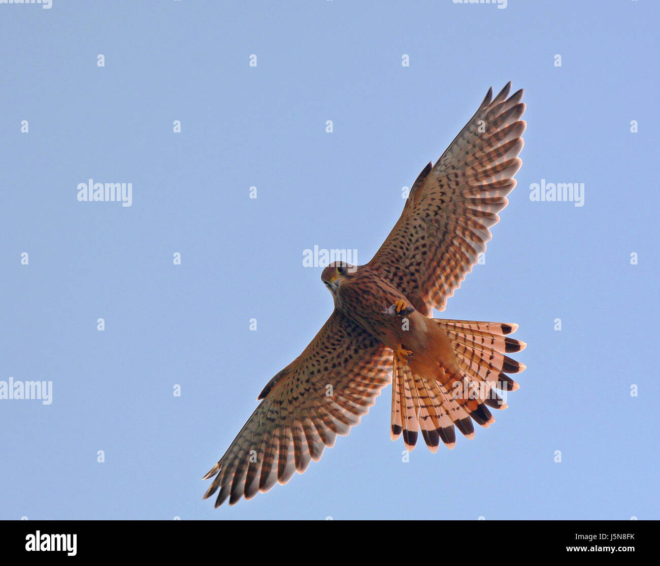 bird birds falcon raptor prey booty flight animal portrait eye organ ...