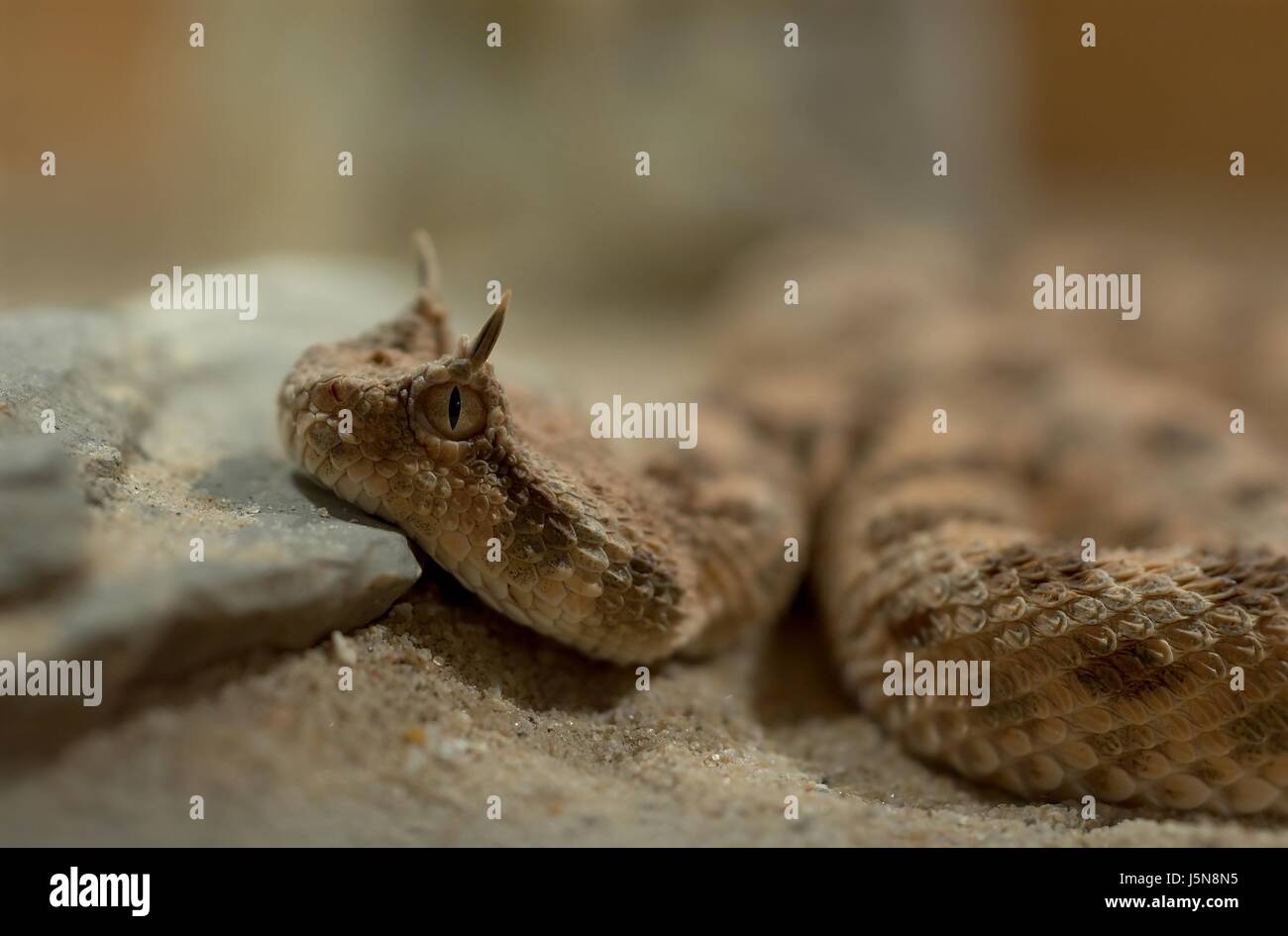 reptile eye organ animal portrait lateral snake vipers poisonous snake ...