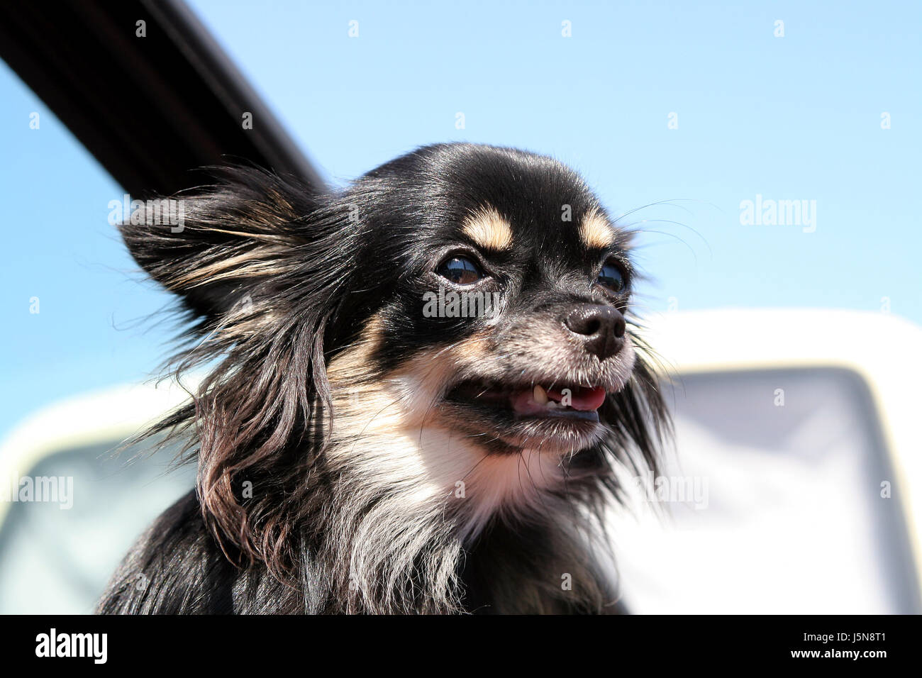 animal pet eyes look glancing see view looking peeking looking at small ...