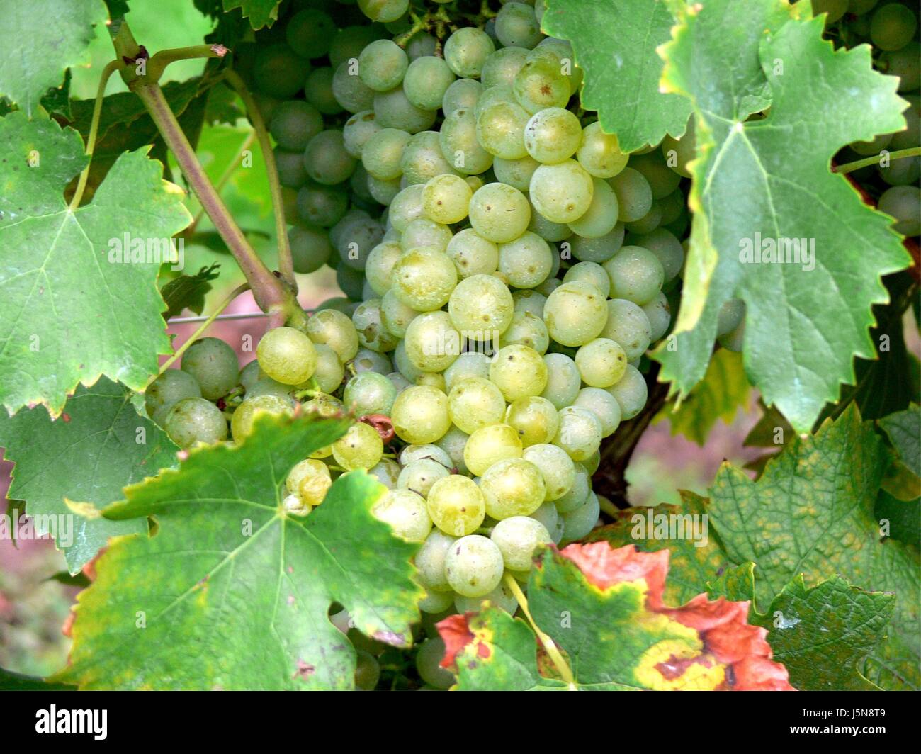 plant vineyards grapes vintage vineyard common grape vines grape vine ...