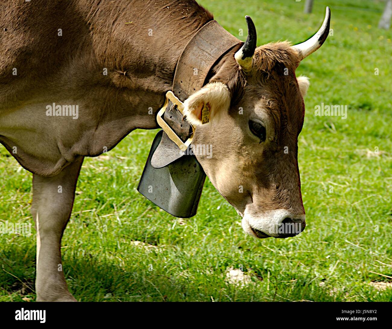 Kuhglocke hi-res stock photography and images - Alamy
