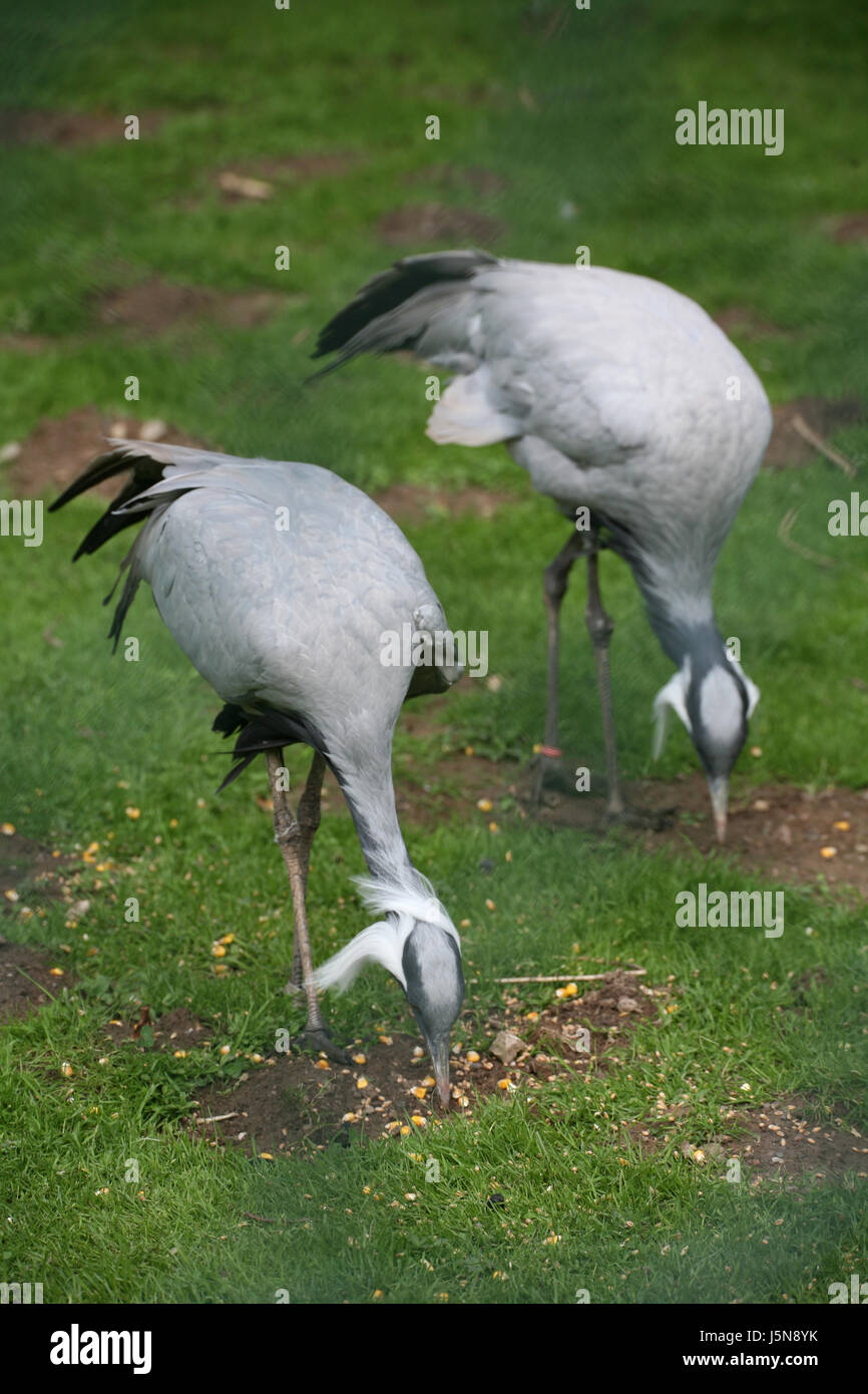 animal bird animals birds feathering cranes crane grey gray jungfernkranich Stock Photo - Alamy
