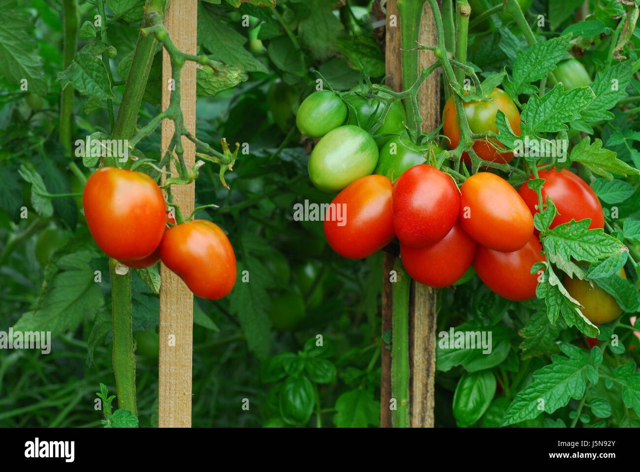 food aliment garden plant flora vegetable cultivation tomatoes tomatos ...