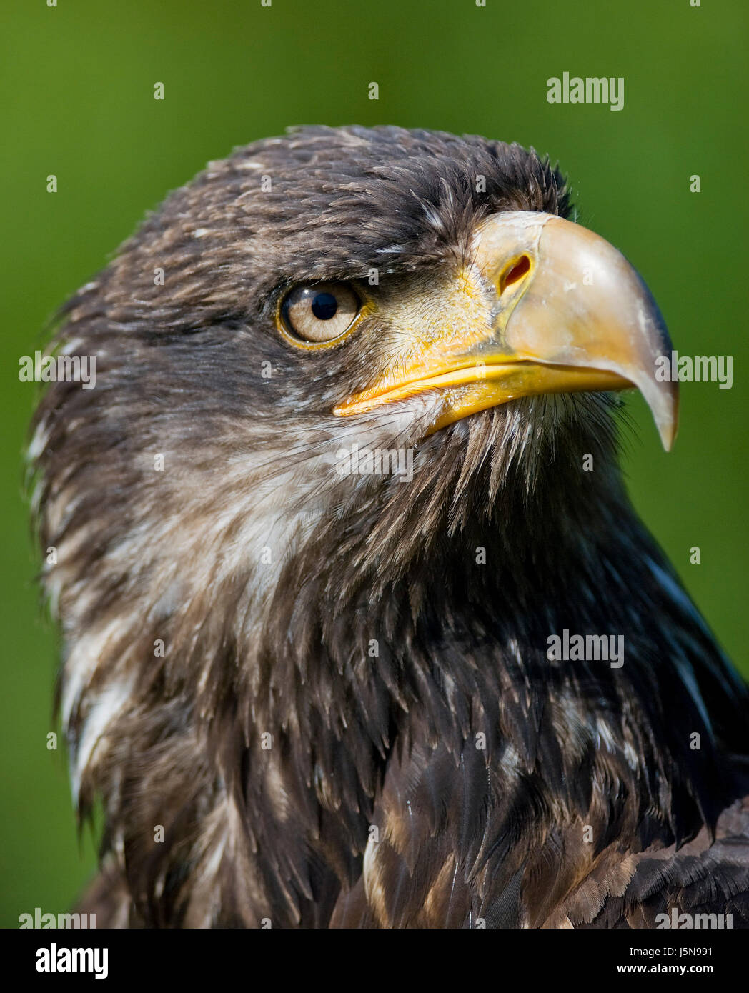 The falcon hunt hi-res stock photography and images - Alamy