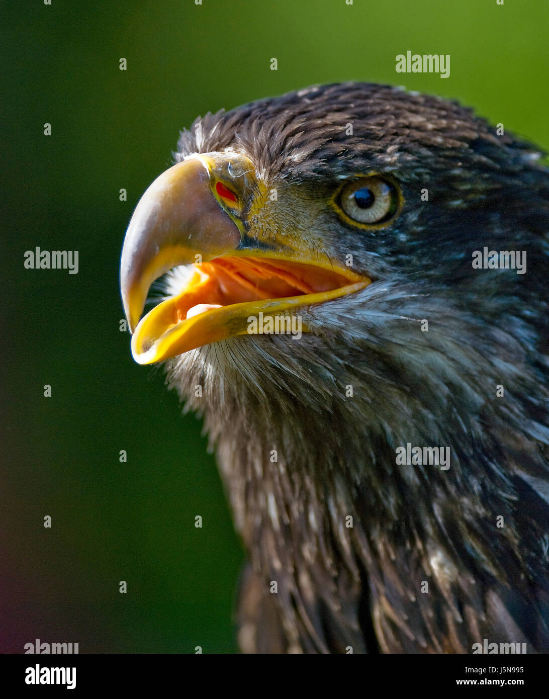 Eagle open beak hi-res stock photography and images - Alamy