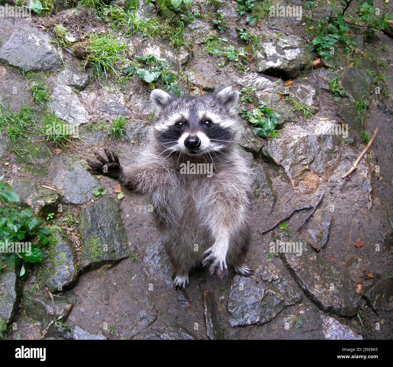 fodder mammal bear mouth face eyes zoo ears skin beg nose predator ...