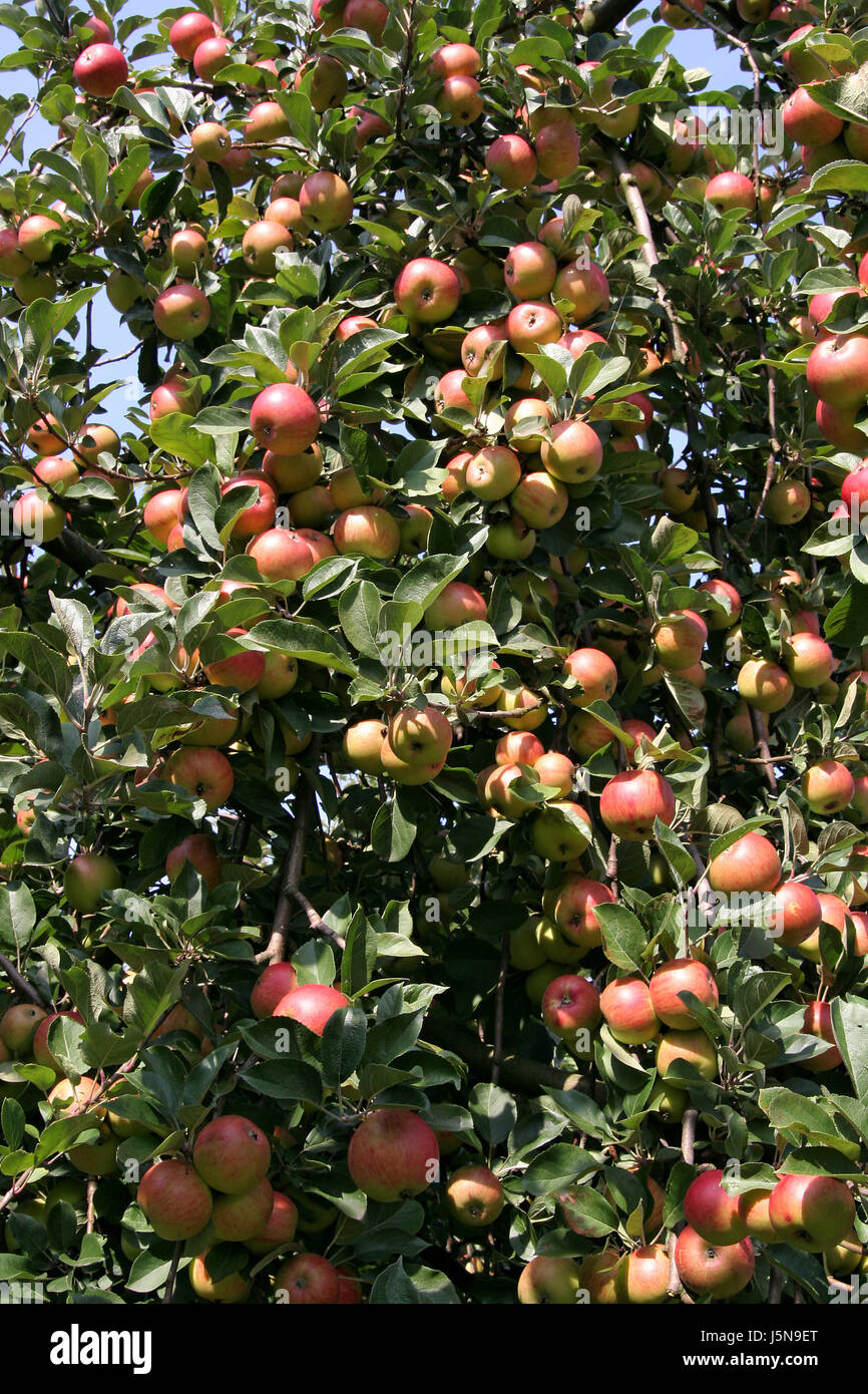 leaf vitamins vitamines tree trees plant green leaves agriculture ...