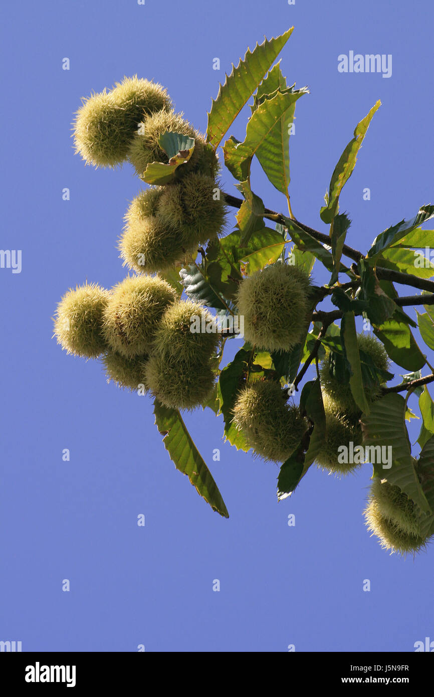 blue prickle chestnuts nut chestnut whole firmament sky nature fall ...