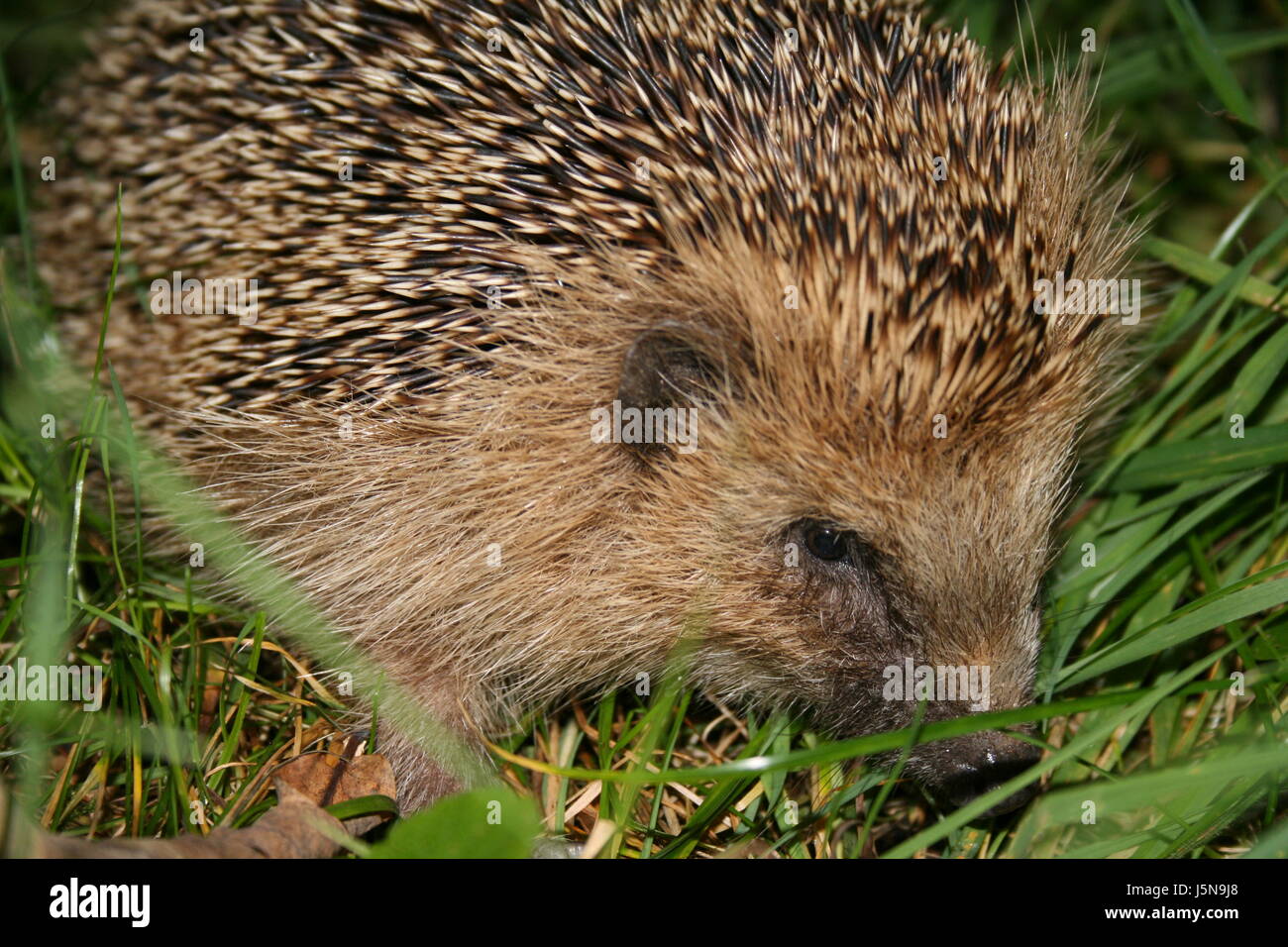 animal night nighttime wild mammals sting hedgehog insectivore ...