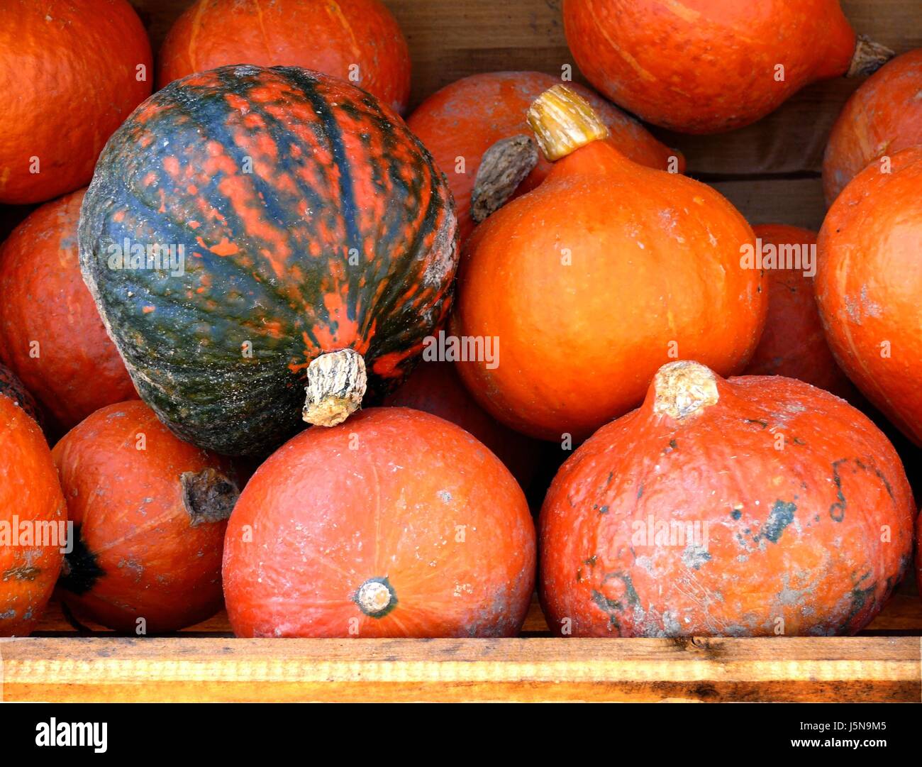 ripe fruit vegetable ripeness indian pumpkin reap indians harvest ...