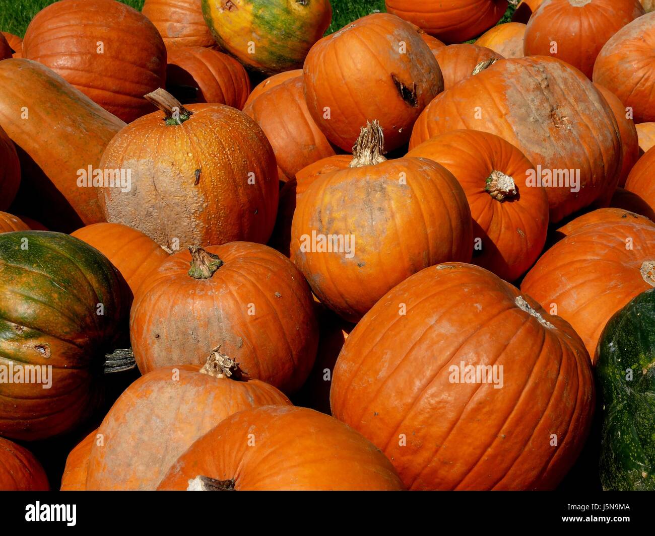Herbstgemuese High Resolution Stock Photography and Images - Alamy