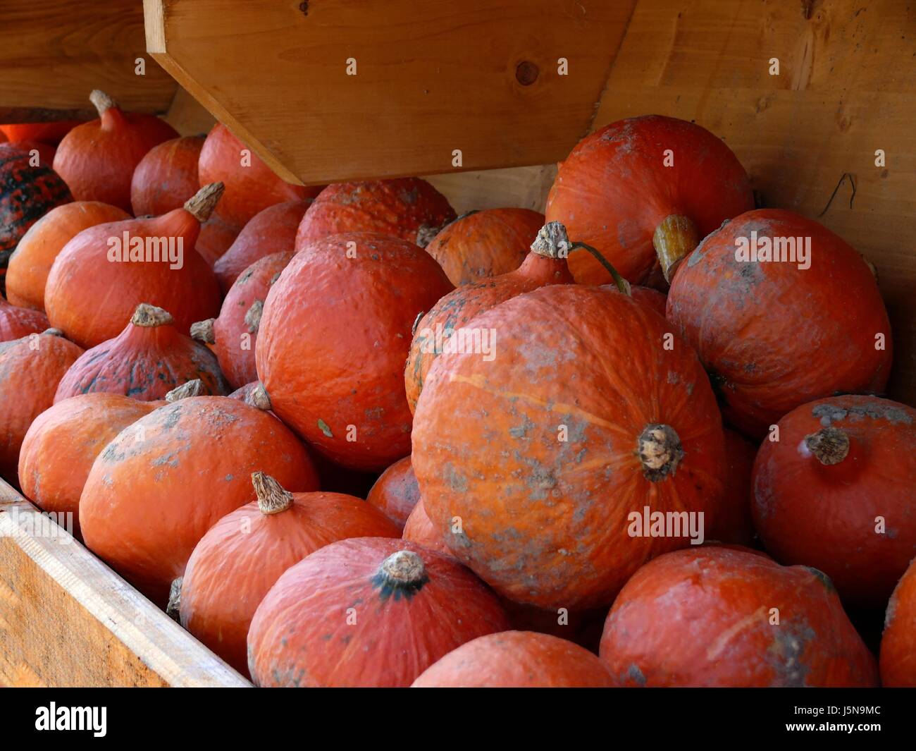 fruit vegetable indian pumpkin reap indians harvest cucurbita ...