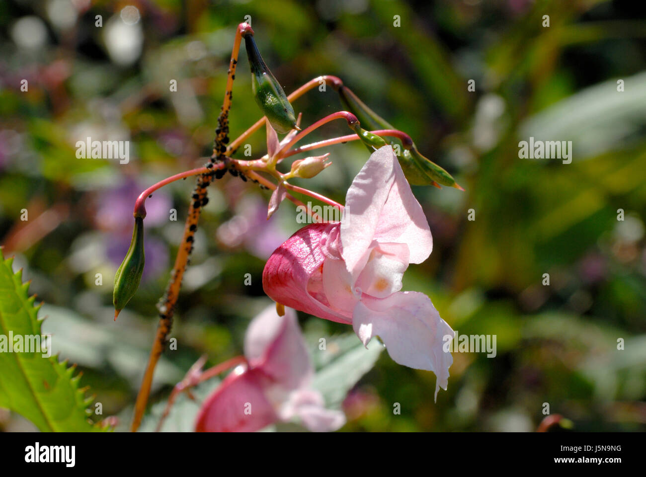 Fragrant balsam hi-res stock photography and images - Alamy