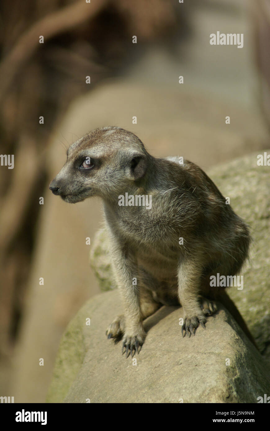 environment enviroment animals mammals bad peccant wickedly evil ...