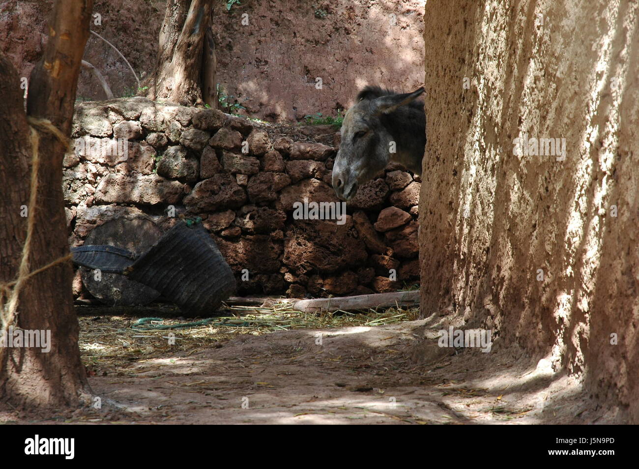 house building tree animal curious nosey nosy wall basket questioning ...