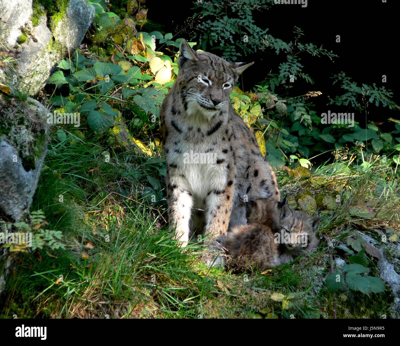 cat big cat feline predator lynx big cat feline predator skin predator ...
