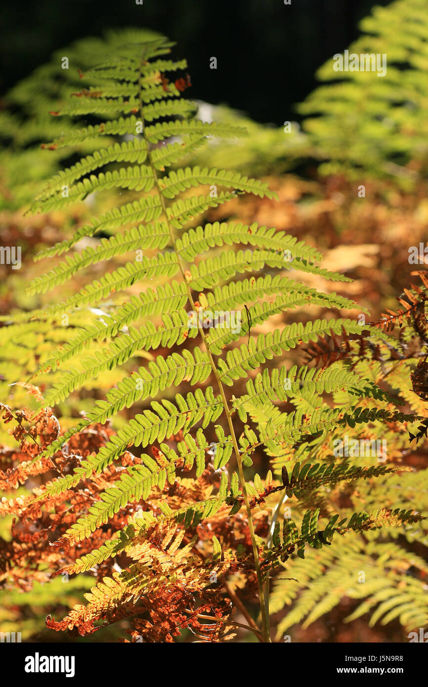 bracken in autumn Stock Photo - Alamy