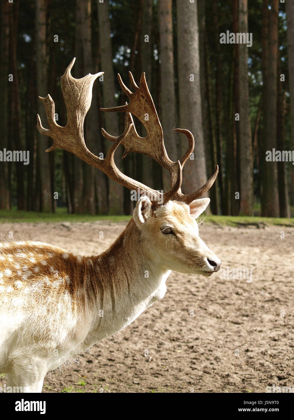 proud antlers Stock Photo - Alamy