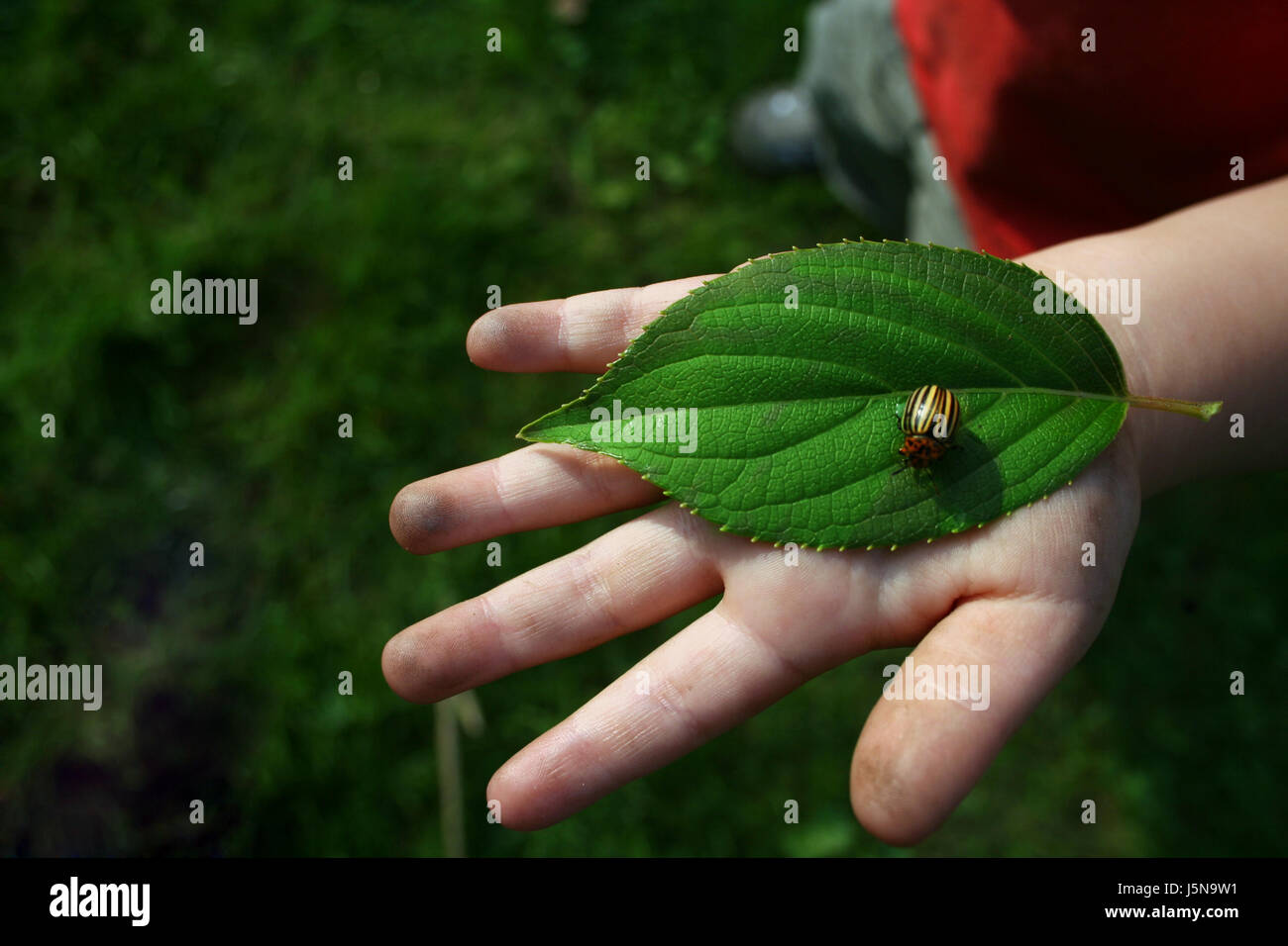 hand insect beetle plague potato beetle varmint child hand child girl ...