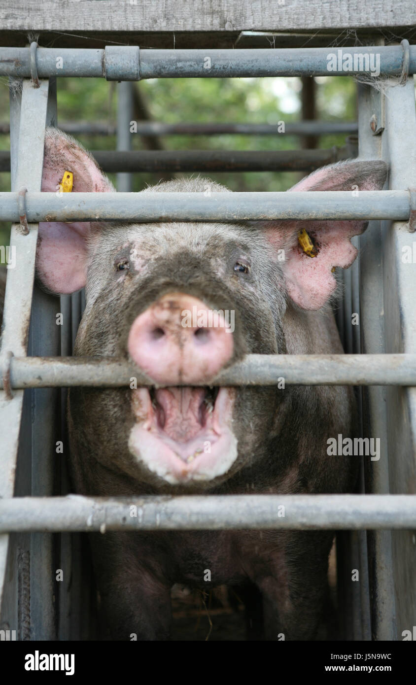 agriculture farming fence stable muzzle farm animal pigs sty stock ...