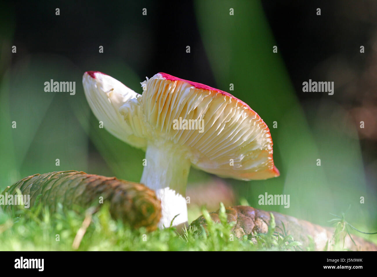 violet ruby coloured mushrooms mushroom fungus agaric edible amethyst ...