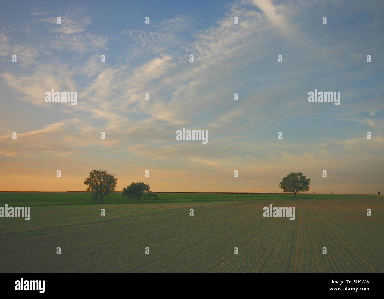 bucolic tree trees sunset agriculture farming field summer summerly ...