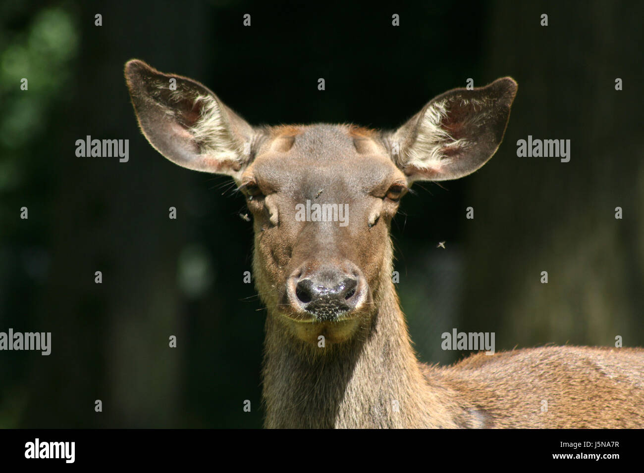 animal mammal wild ruminant hunting chase caucasus maral kaukasushirsch ...