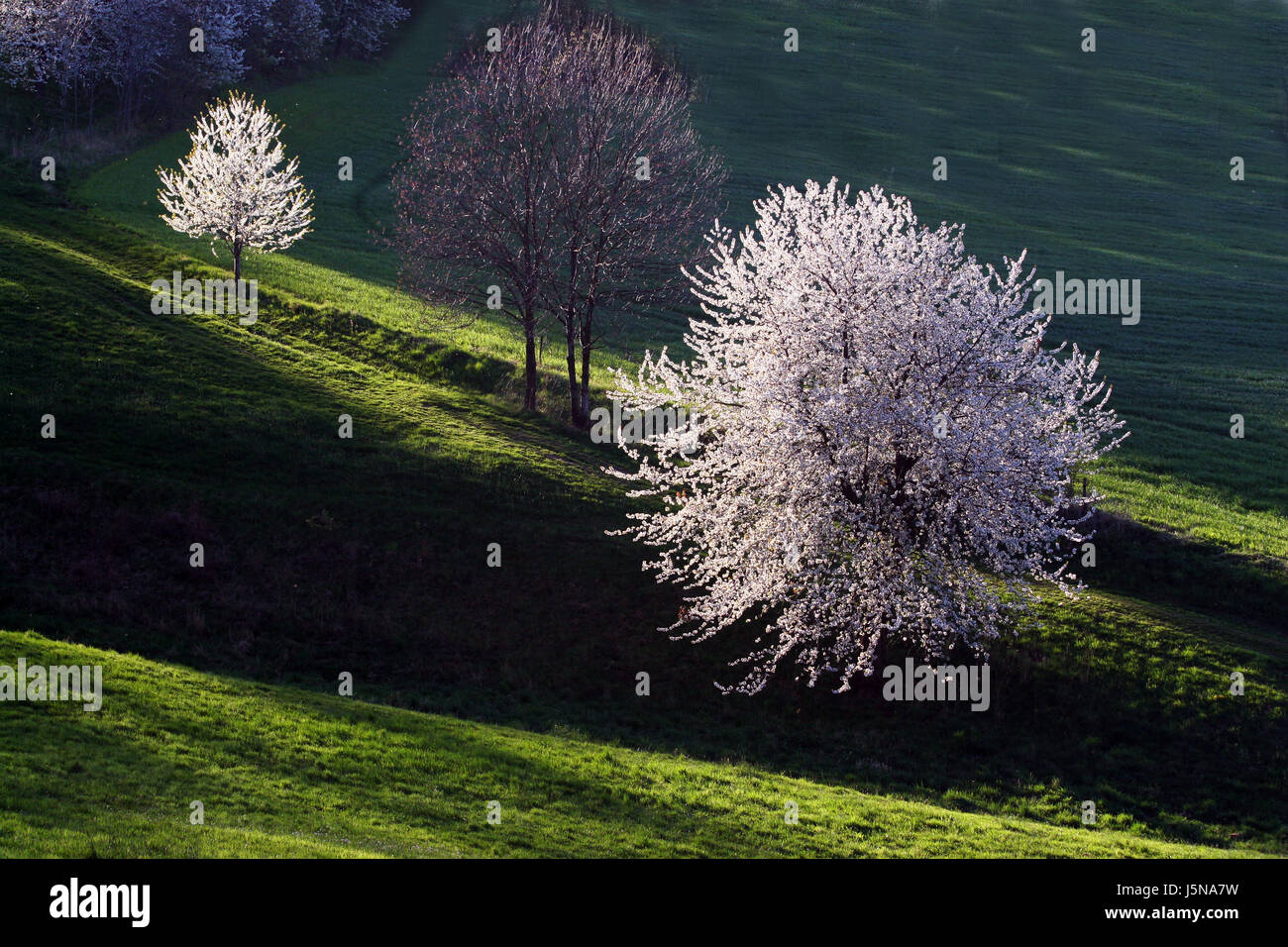 shine shines bright lucent light serene luminous tree trees plant bloom ...