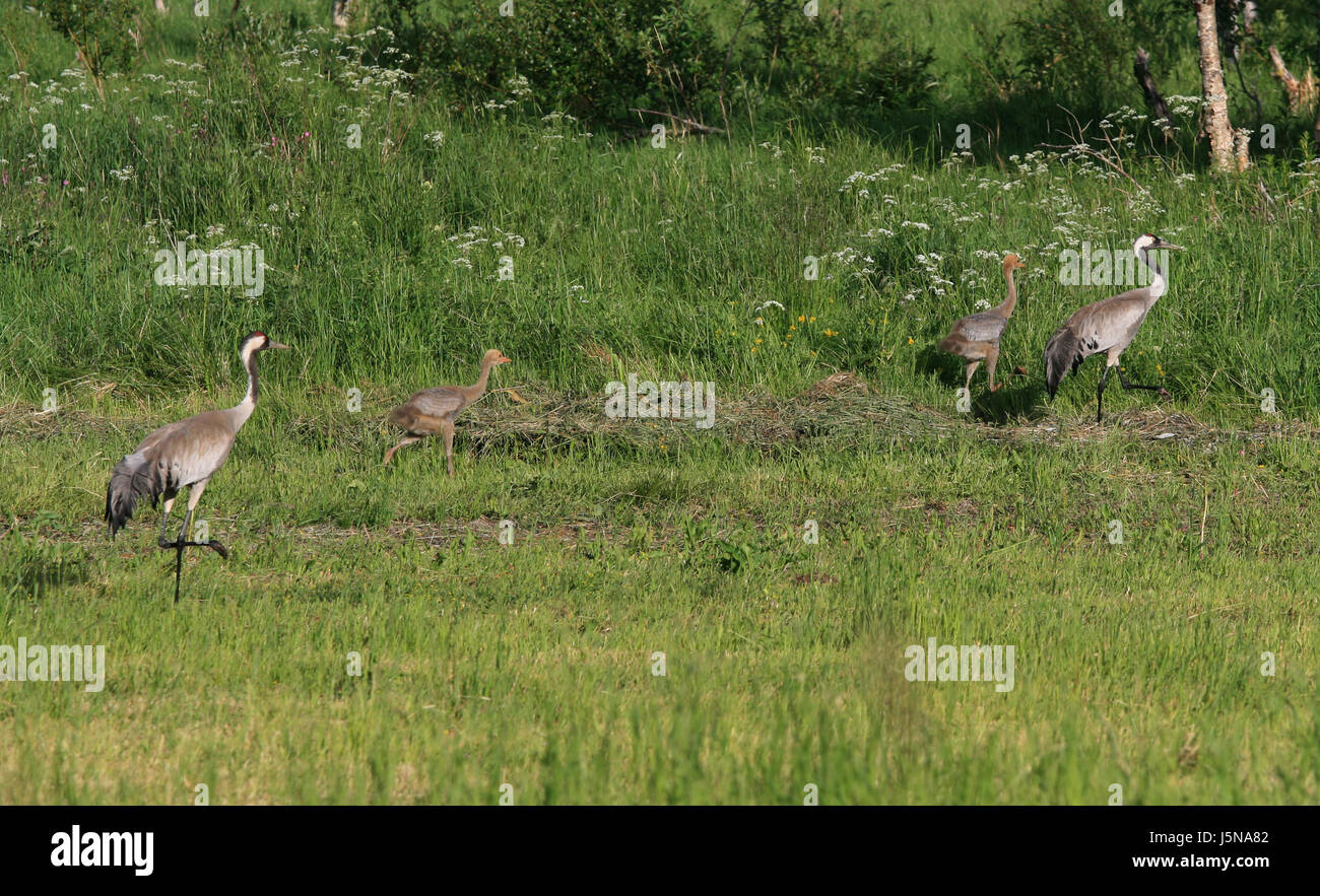 watchful sweden wildlife cranes crane migrant birds of passage hen ...