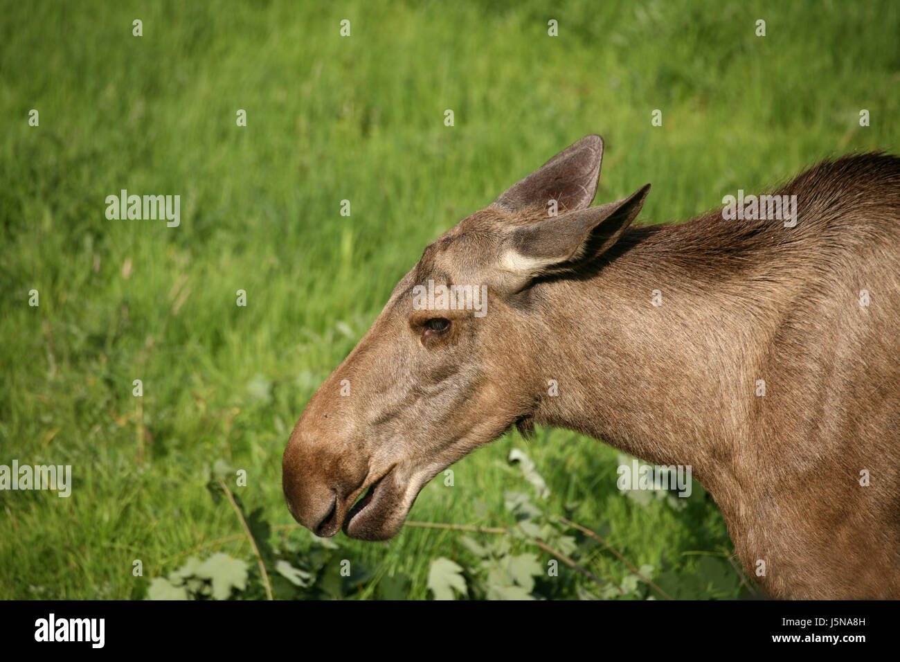 animal mammal asia portrait europe cow north america elk eurasia hart ...