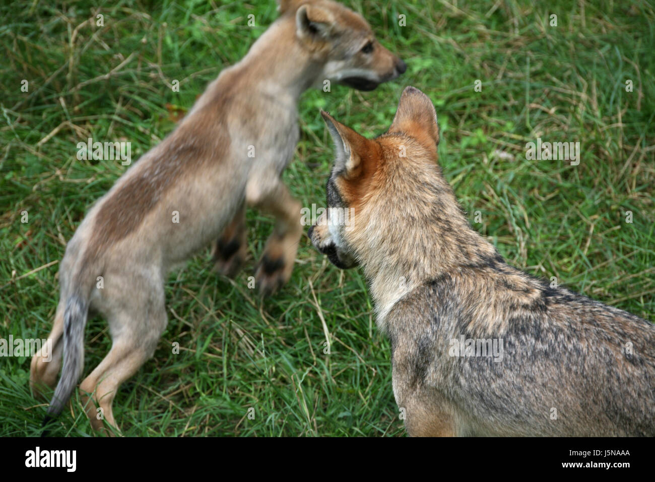 animal mammal europe dog puppy predator bad peccant wickedly evil ...