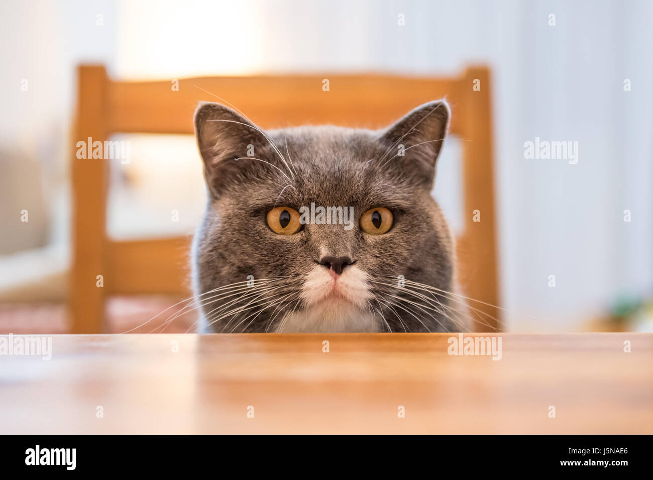 The British cat, shot in an indoor Stock Photo - Alamy
