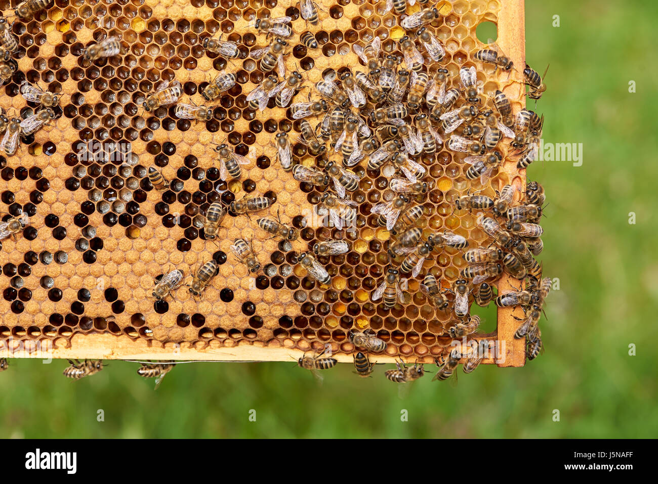 Honey bee frames covered with bees Stock Photo - Alamy