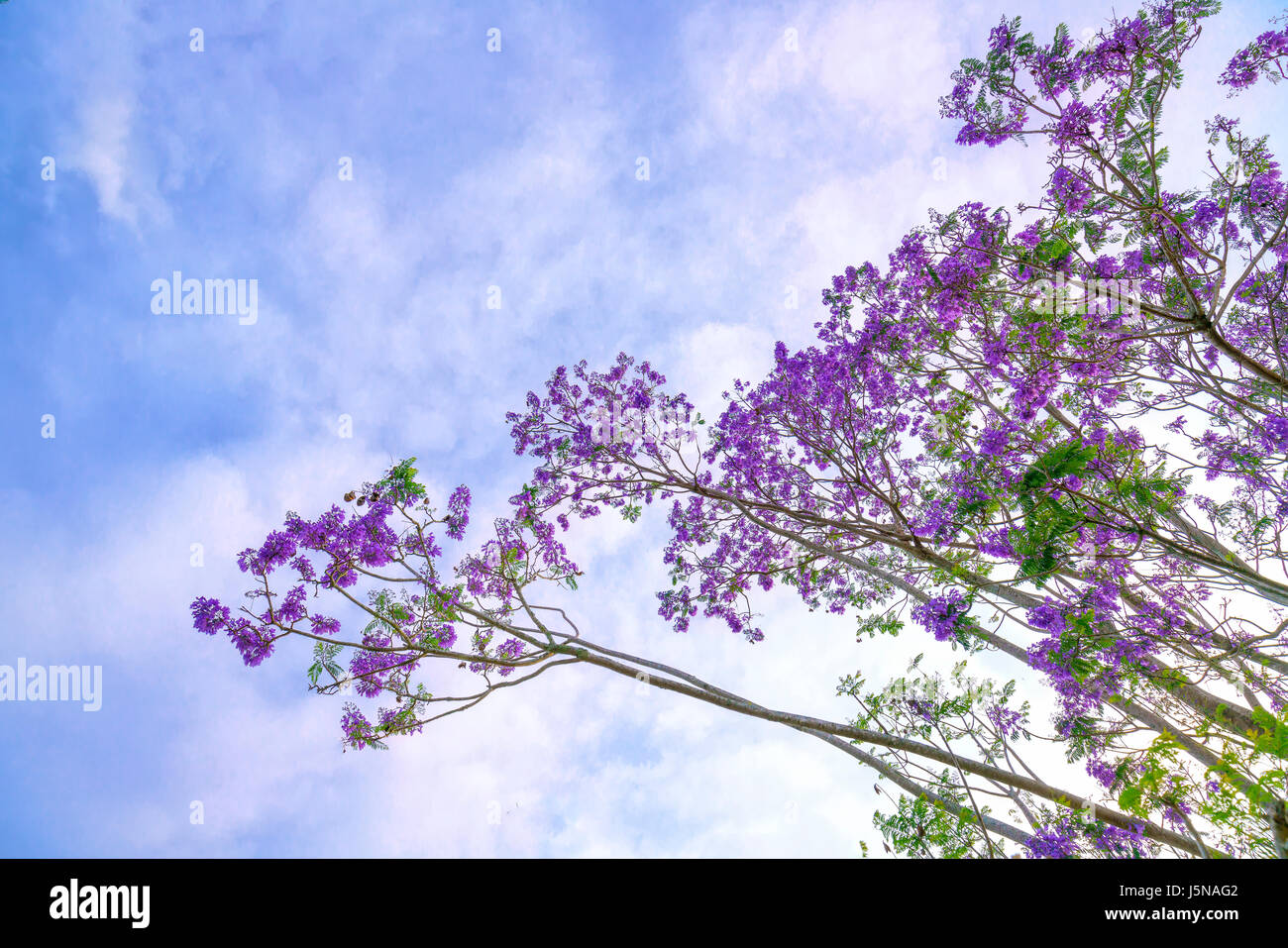 Jacaranda Blossom Stock Photos & Jacaranda Blossom Stock Images - Alamy