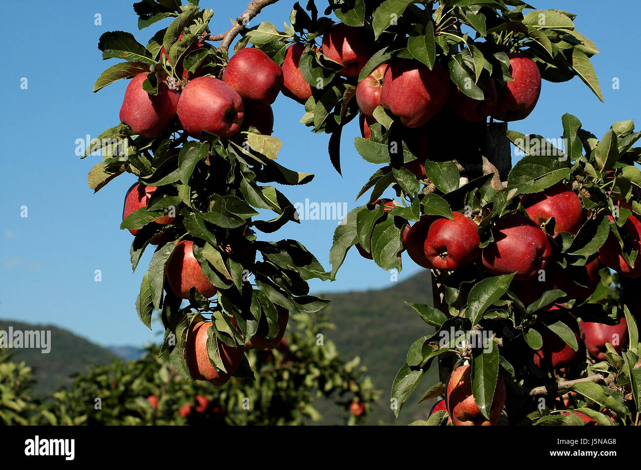 vitamins vitamines tree apple tree fruit apples apple italy nature ...