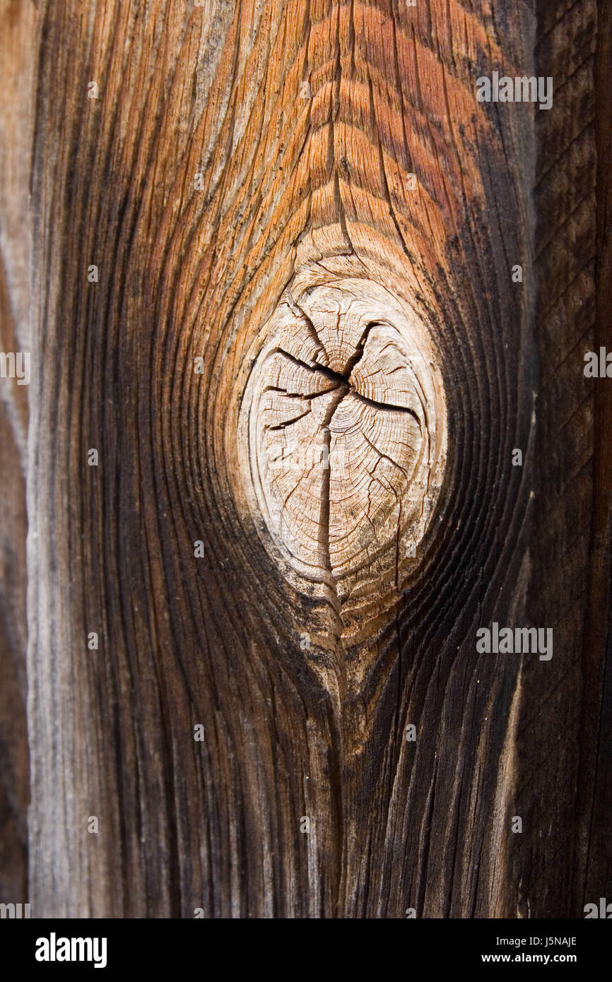 Brittle growth tree hi-res stock photography and images - Alamy
