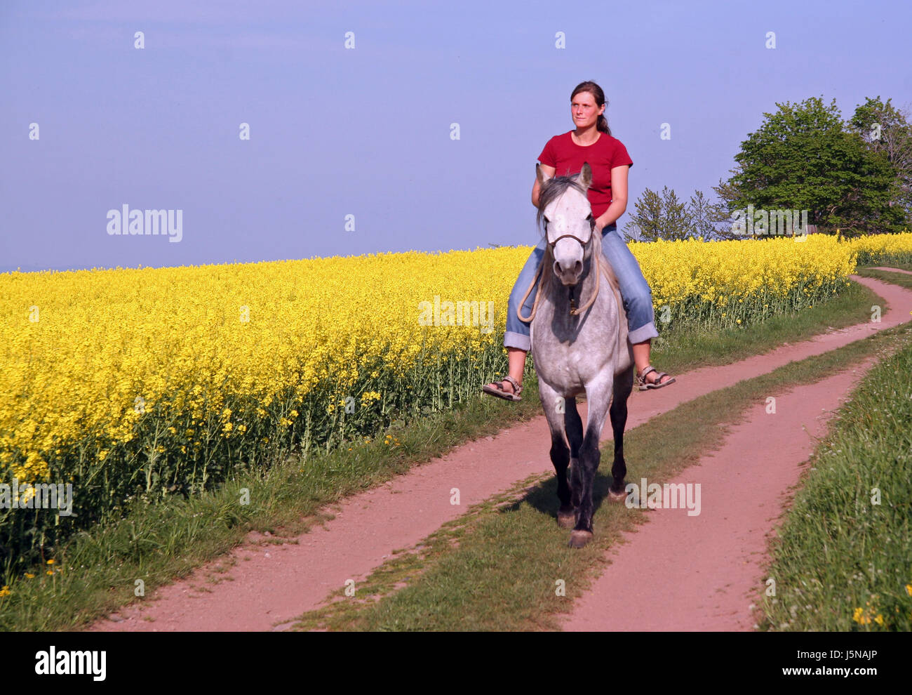 woman spare time free time leisure leisure time ride horse animal ...