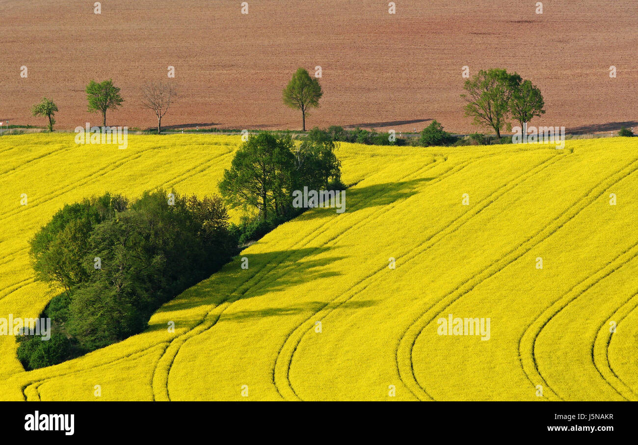 tree trees coleseed Rape field sense spring fields hedge path way ...