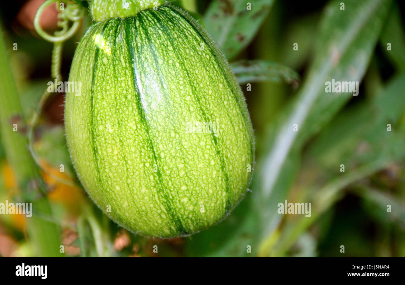 large largely halloween sale weight pumpkin size edible fodder dyer ...