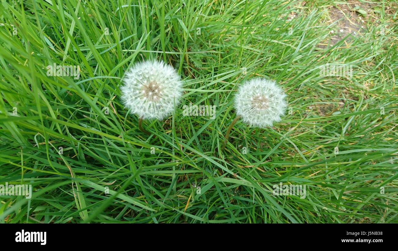 Seeds of two dandelions Stock Photo - Alamy