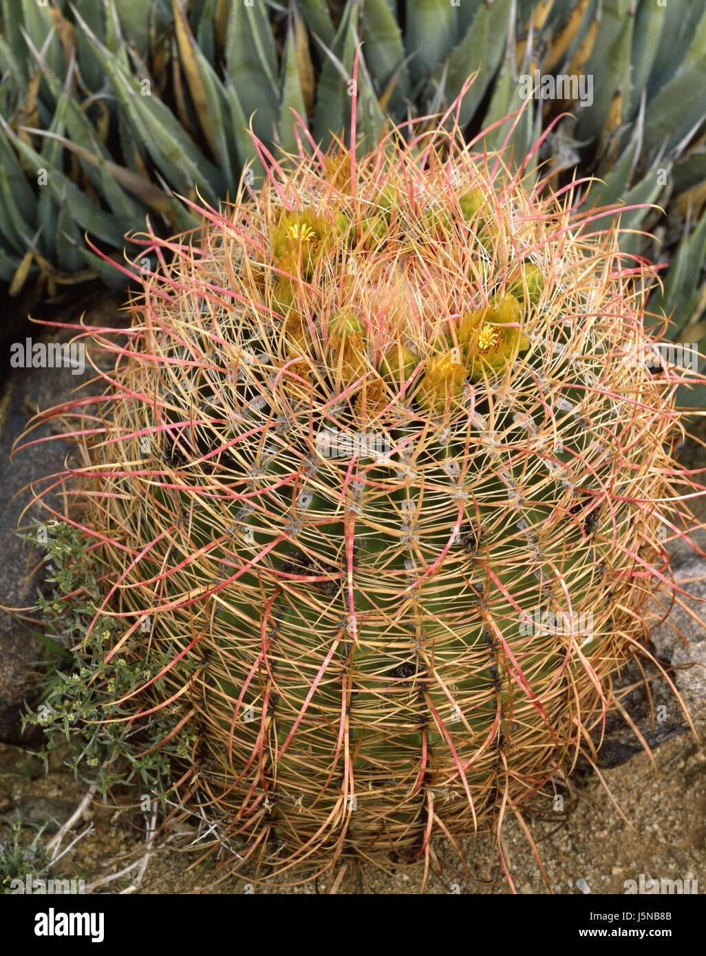 Pointed flowers hi-res stock photography and images - Alamy