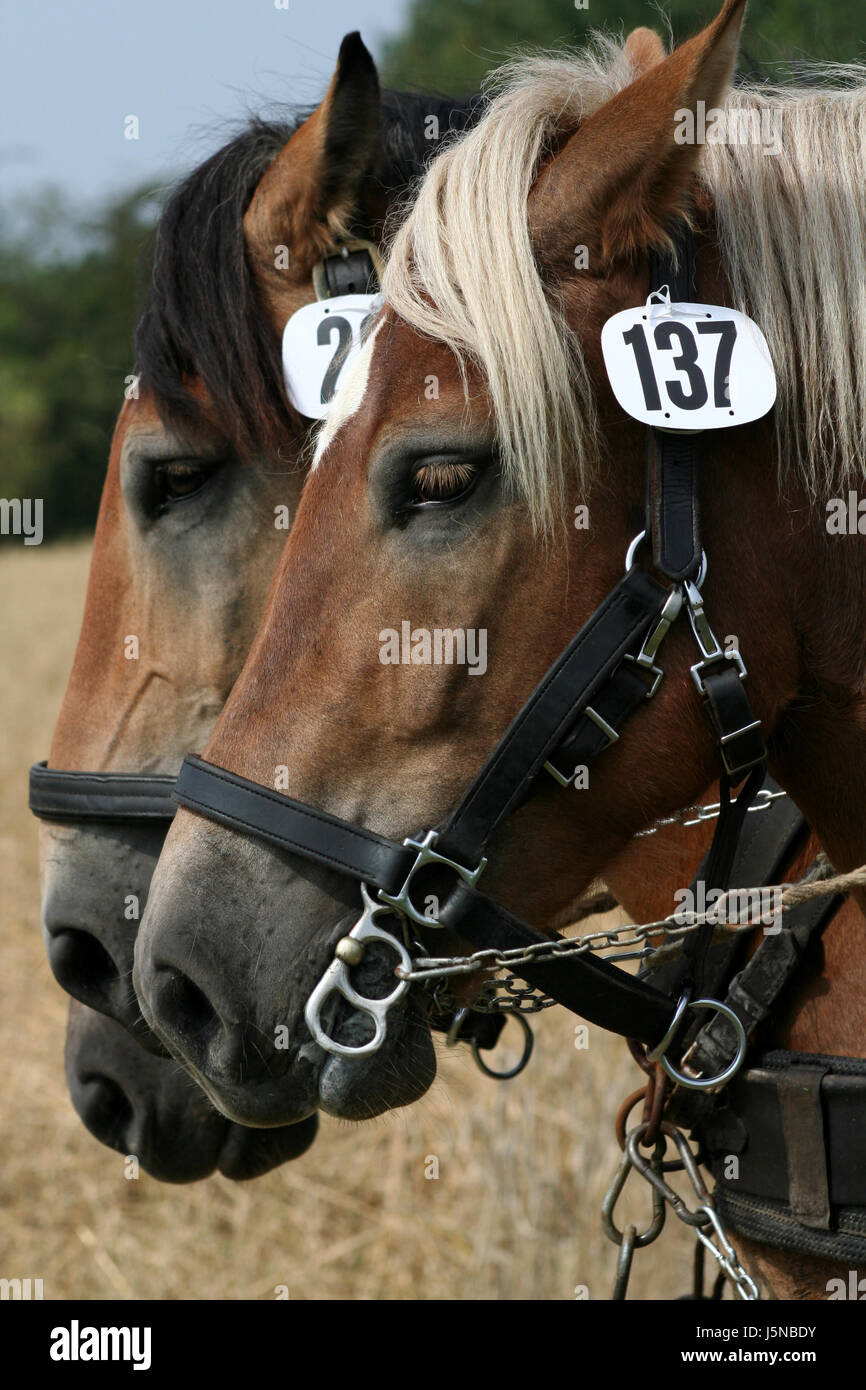 horse mammal strong agriculture farming landlive field work number ...