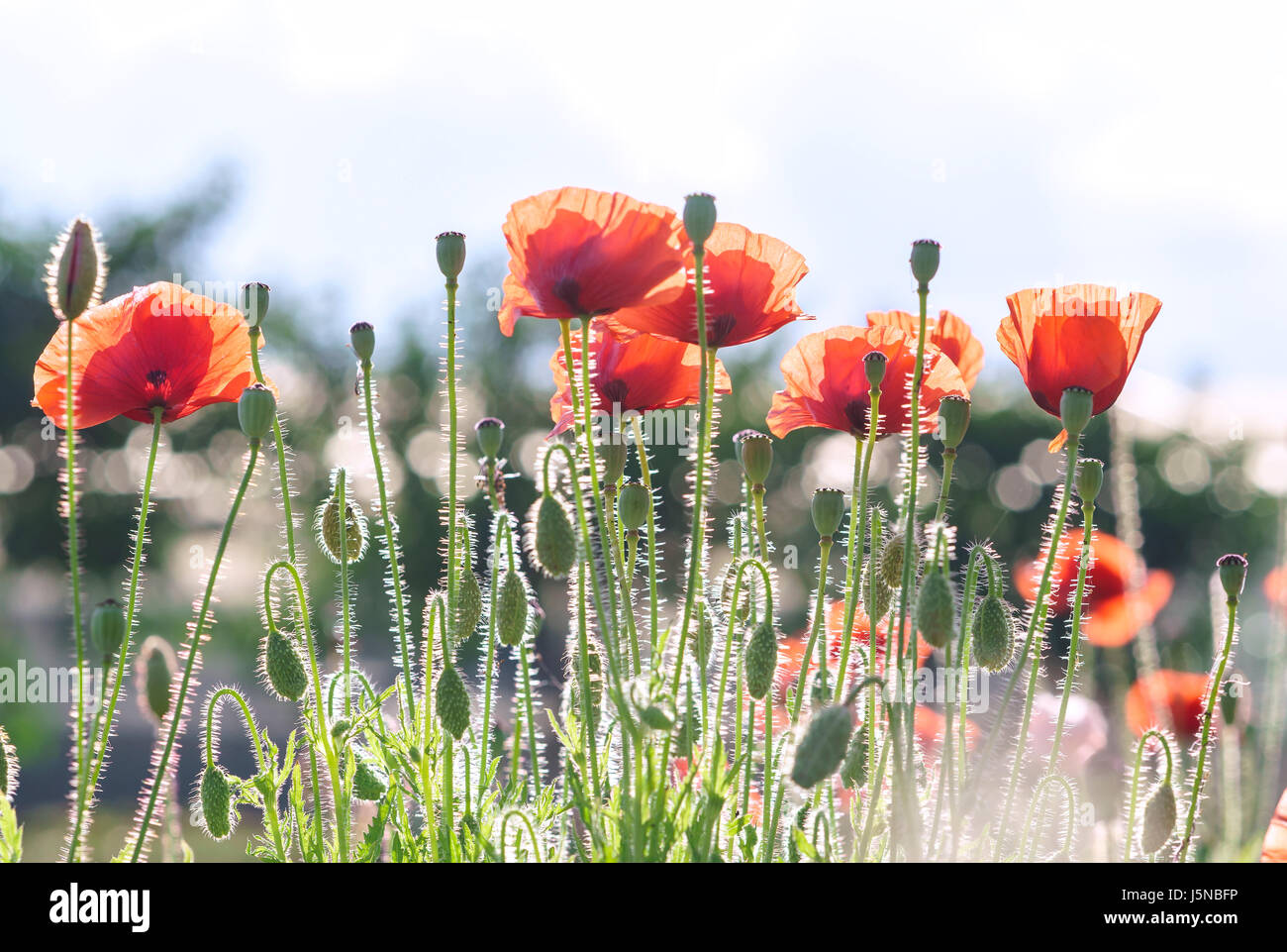 Wild Coquelicot flowers bloom in the beautiful afternoon sunshine Stock ...