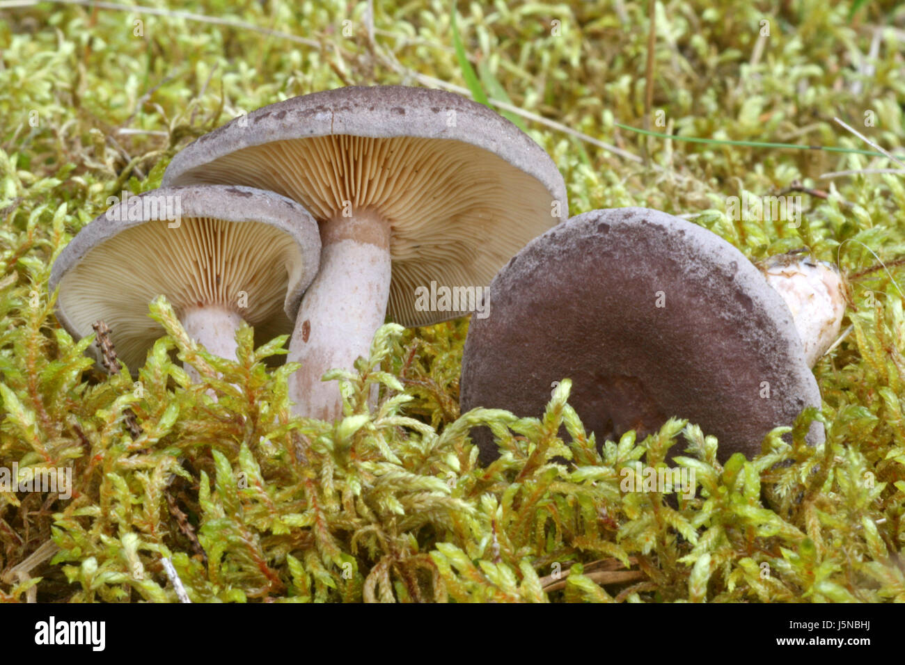 Reizker hi-res stock photography and images - Alamy