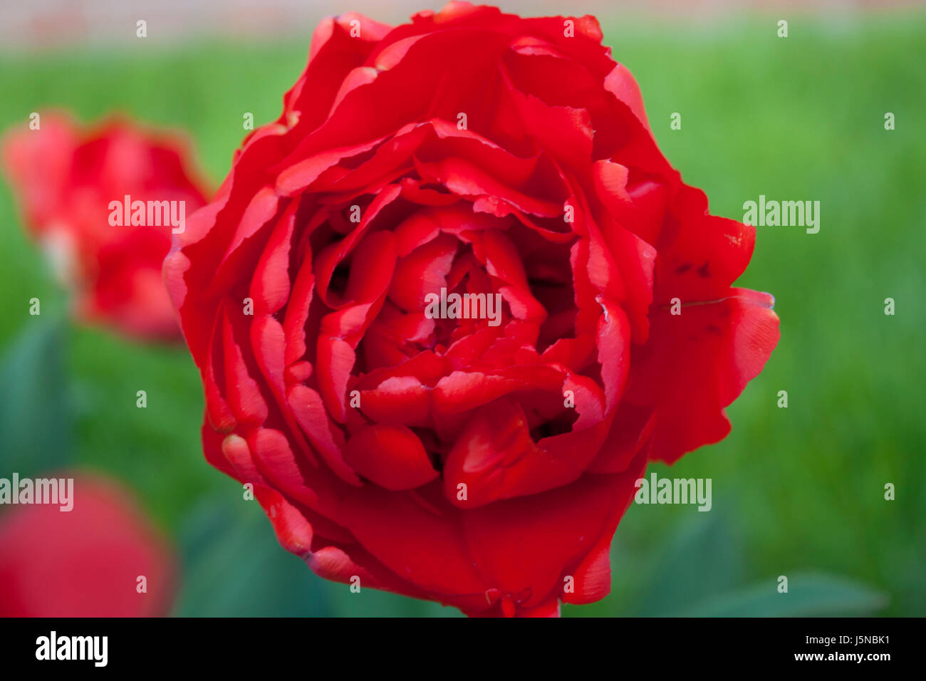 Red rose head closeup isolated Stock Photo - Alamy