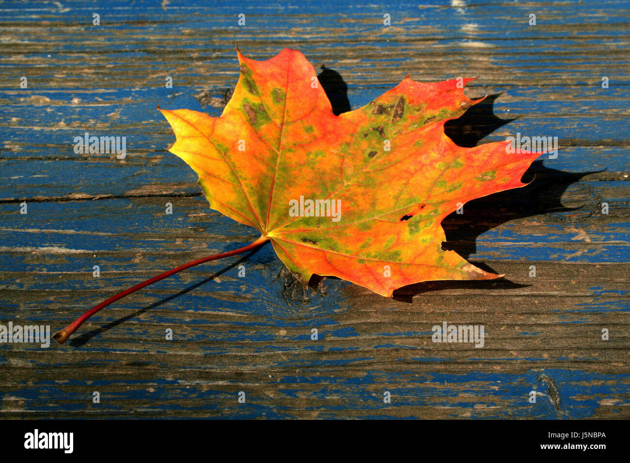 blue leaf tree leaves coloured colourful gorgeous multifarious richly ...