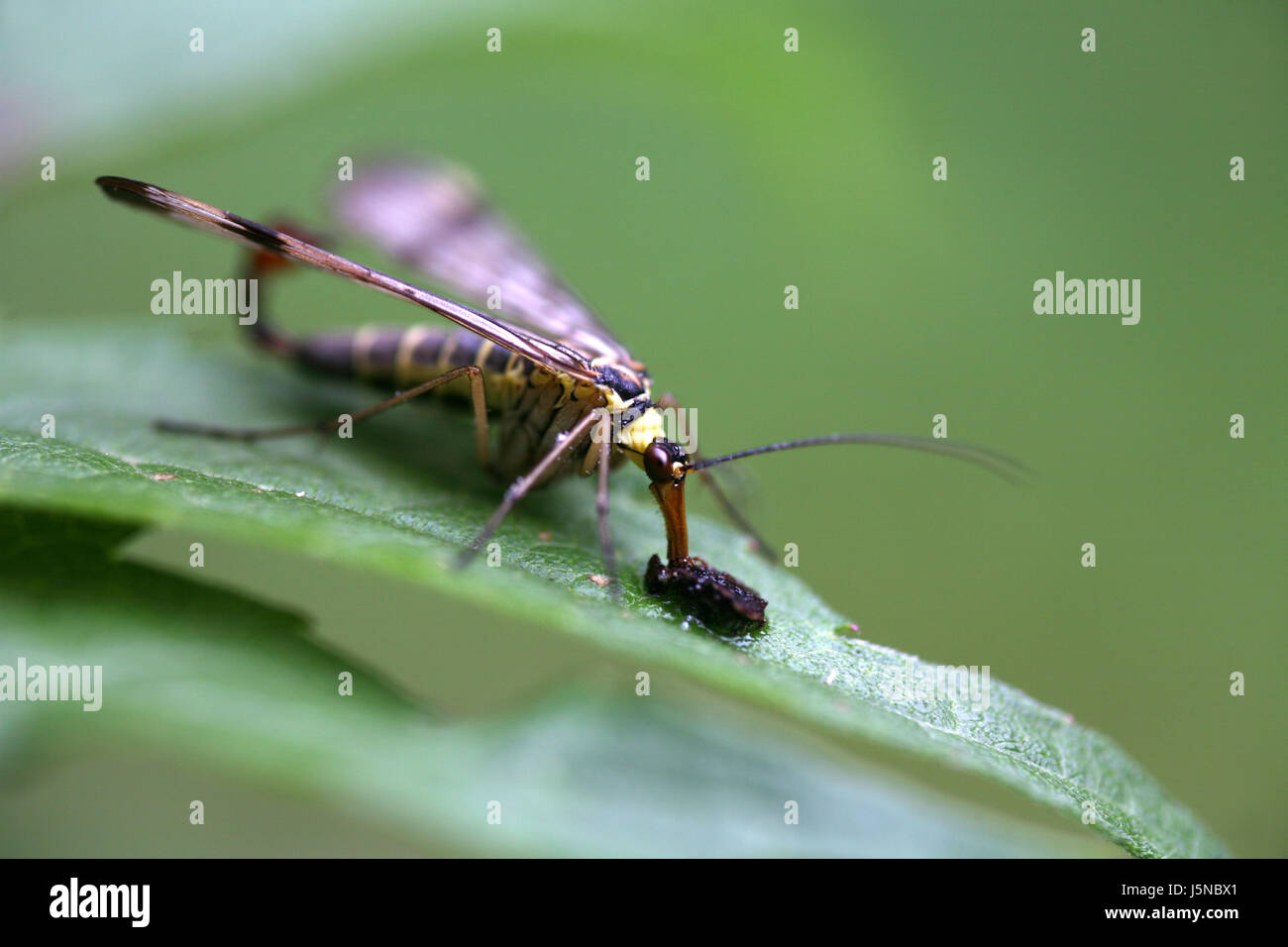 macro close-up macro admission close up view animal insect green fly ...