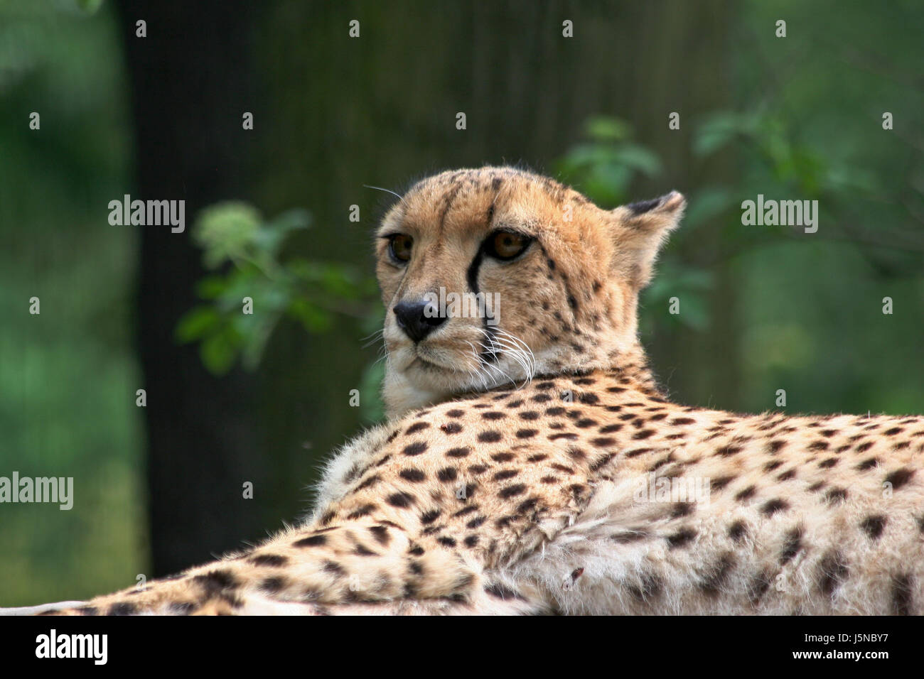 animal big cat feline predator eyes hairs lie lying lies ears skin ...