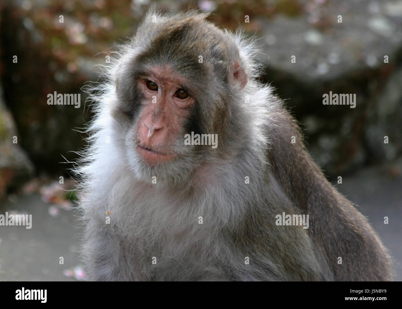 animal portrait monkey eyes ears look glancing see view looking peeking ...